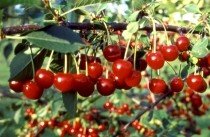 Nouki makeat kirsikat omasta pihapuusta | Kuusankoski, Kouvola ...